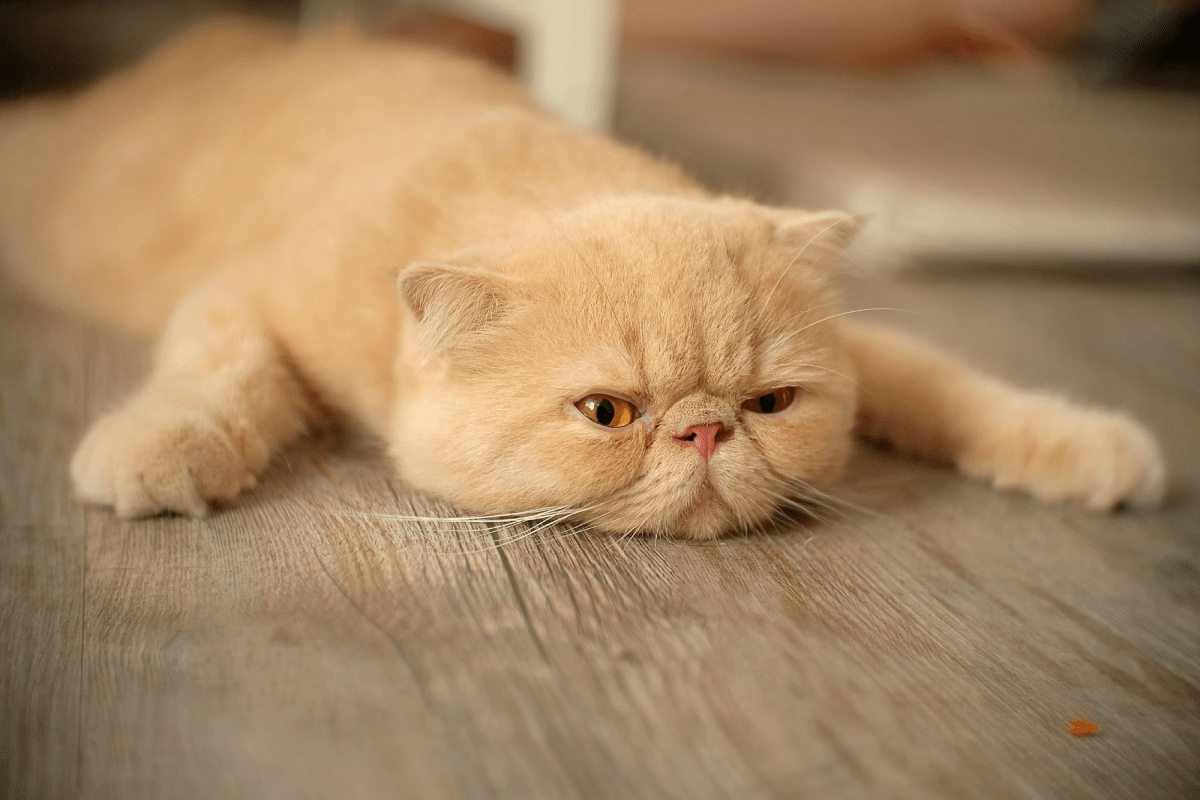 6 Helpful Ways To Make A Lazy Cat Active